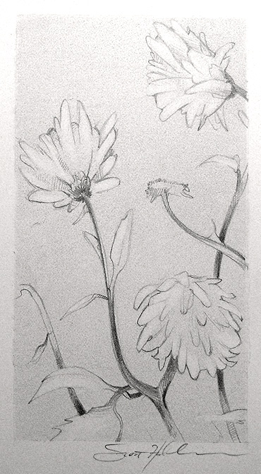 Scott Hutchison – Flowers & Landscape in Graphite